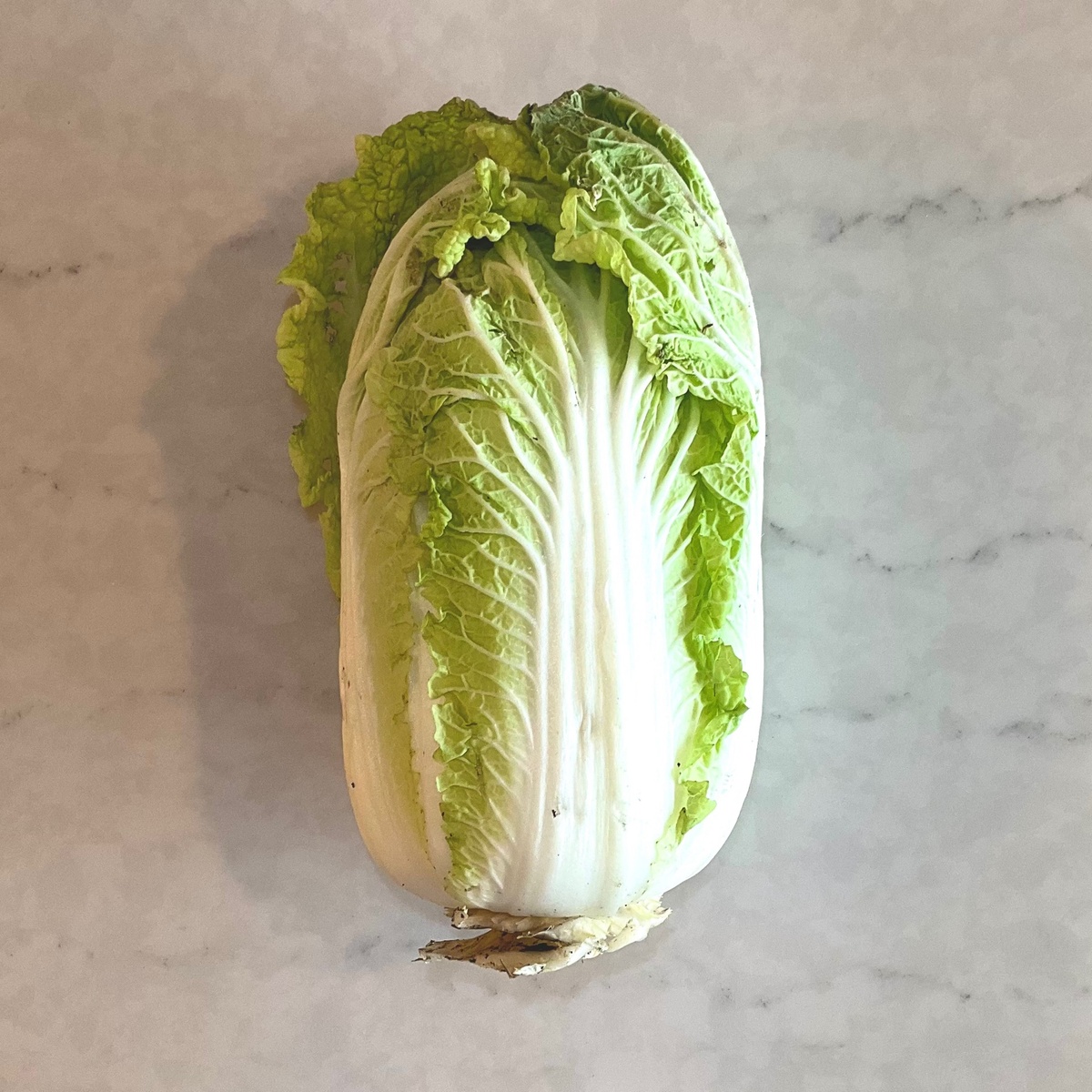 Cabbage, “Bilko”
