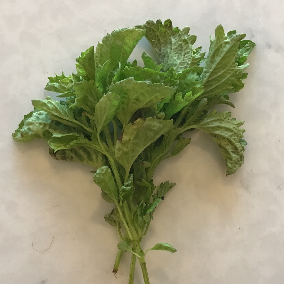 Blue Spice Basil | Exist Green
