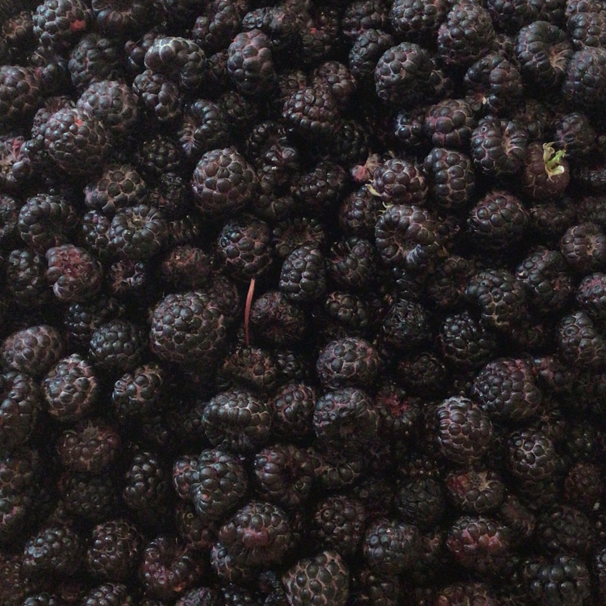 Black Raspberries LOCAL, FROZEN | Exist Green