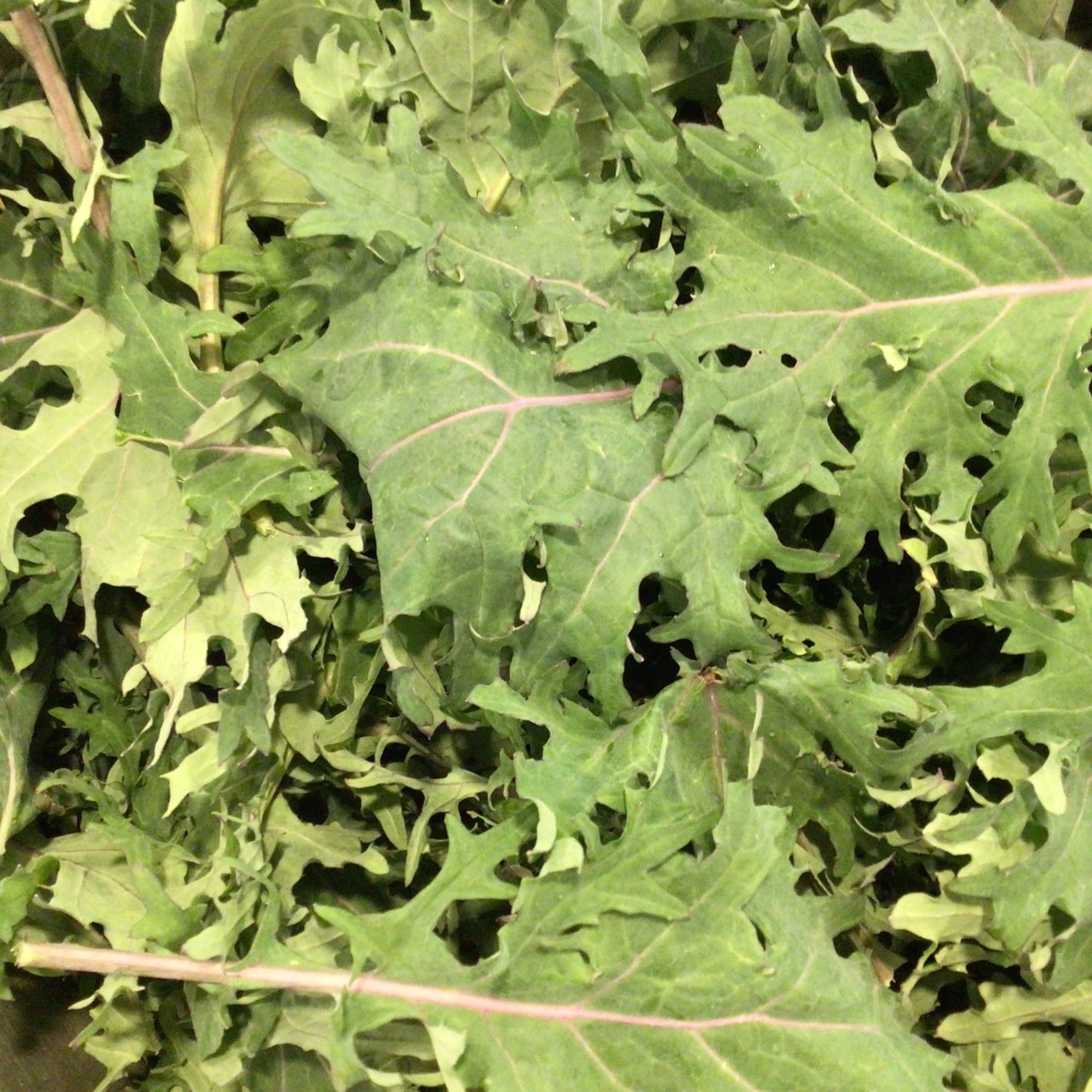 Baby Kale Mix, Organic | Exist Green
