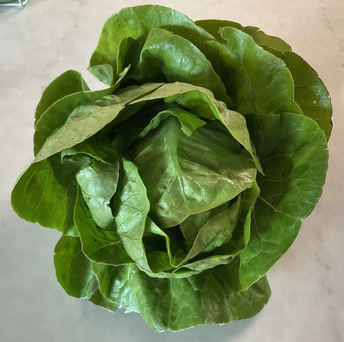 Lettuce Heads, “Gem” | Exist Green