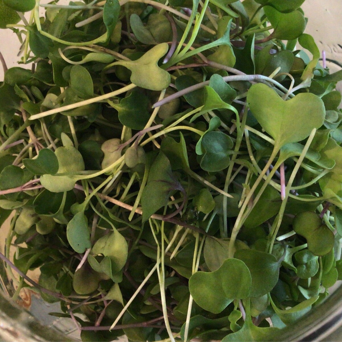 Micro Greens, “Brassica” Mix ($4.5/oz)