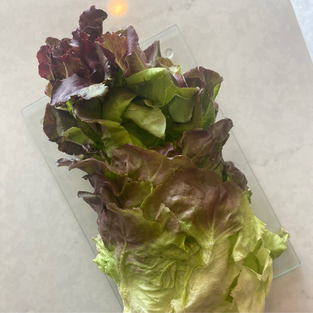 Red Butterhead Lettuce