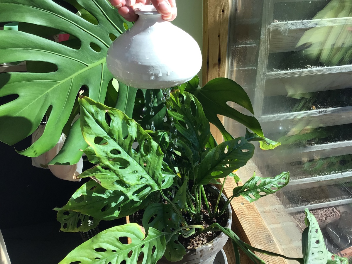 Gay Made Pottery – Ceramic Watering Bells | Exist Green